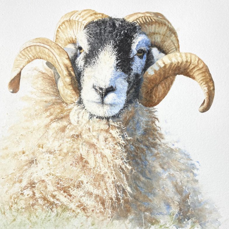 Proud Swaledale Sheep - farm animal portrait painting by Gillie Cawthorne